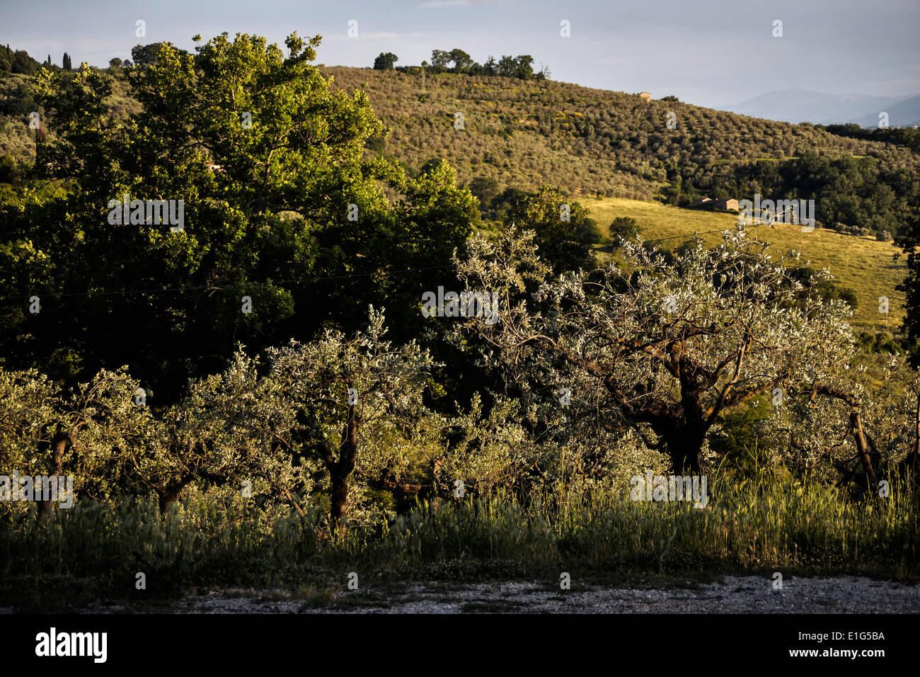 Olive field in Umbria, Italy Stock Photo - Alamy