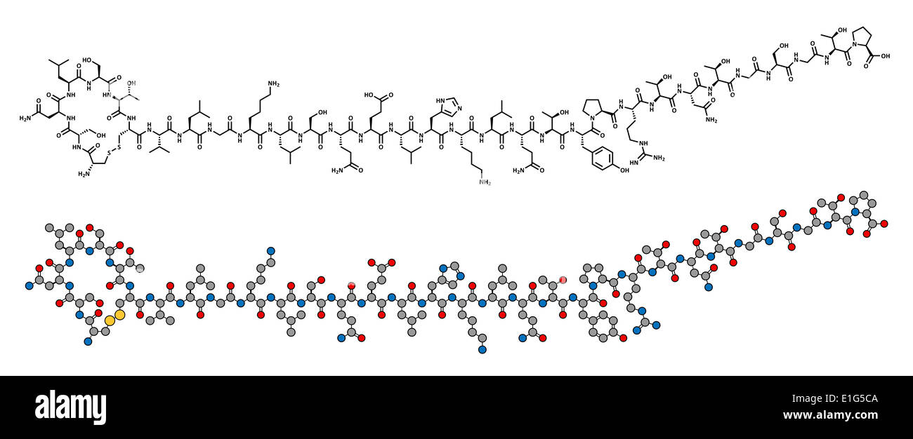 Hormone calcitonine hi-res stock photography and images - Alamy