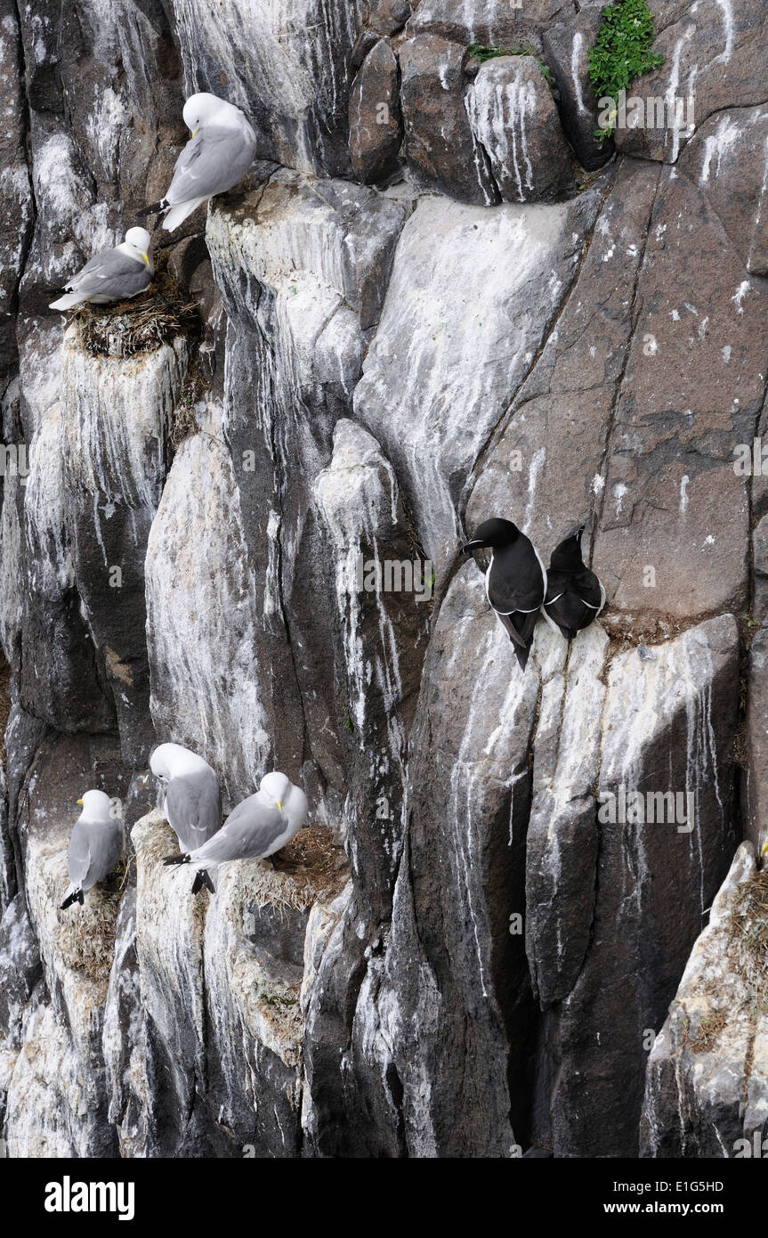 Seabirds nesting on ledges on vertical cliff face on the Isle of May ...