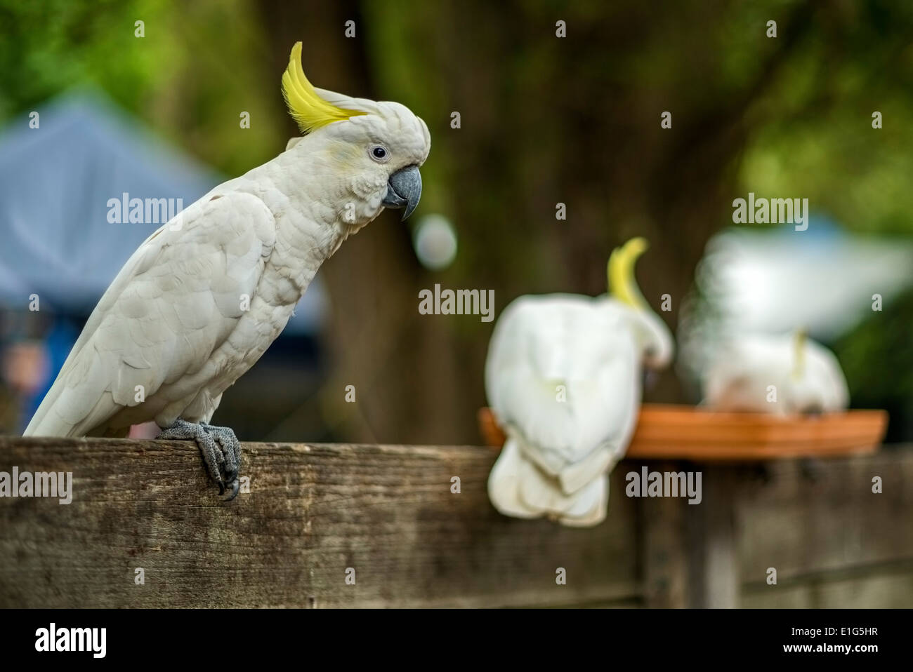 Cockatiel wild hi-res stock photography and images - Alamy
