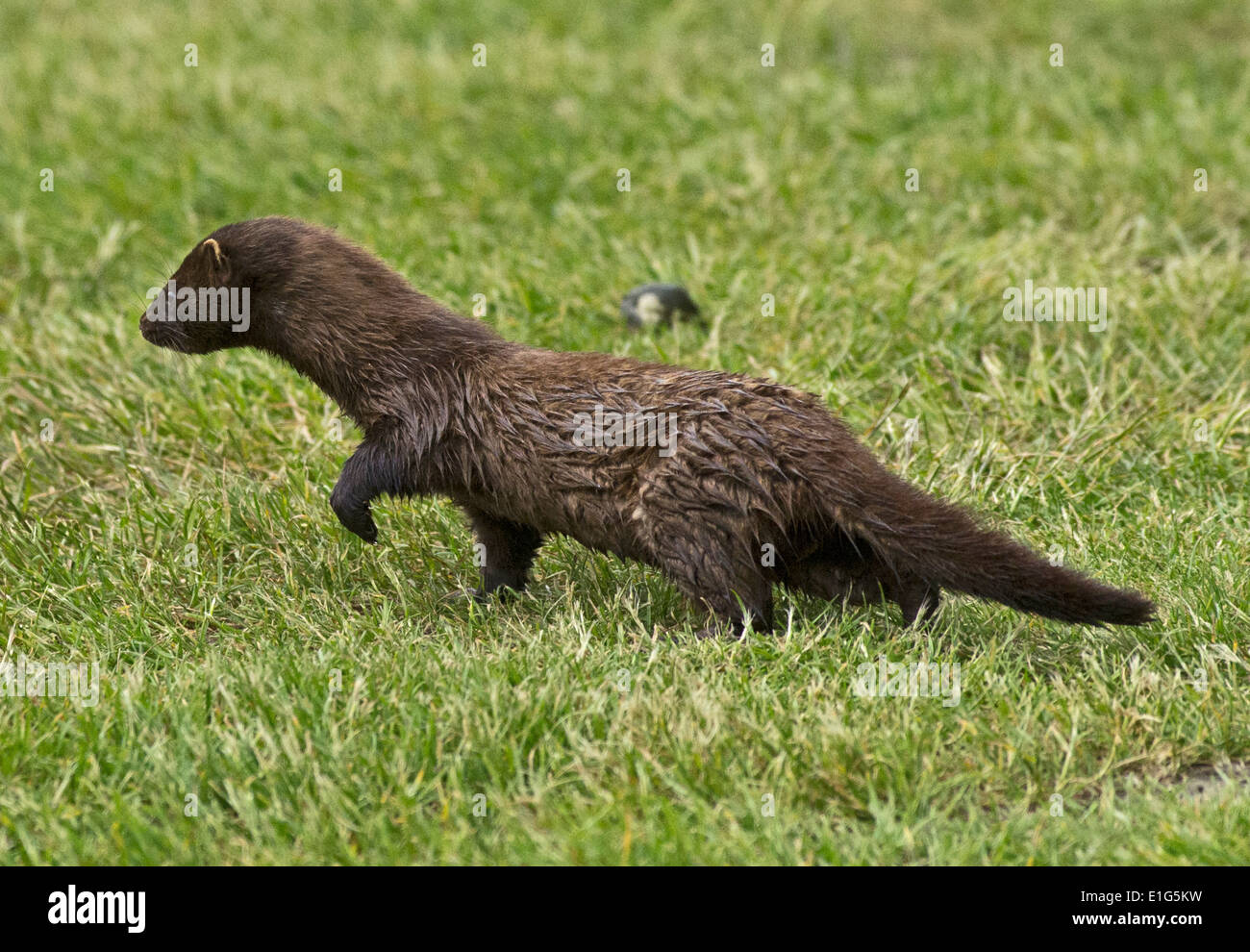 Weasel prey hi-res stock photography and images - Alamy