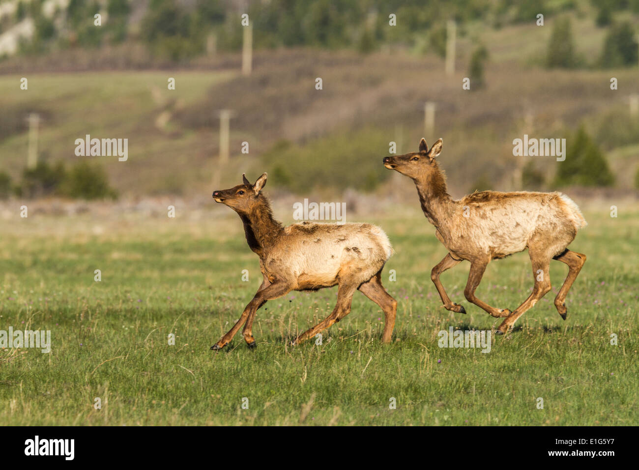 Elk (Cervus canadensis) Wapiti, in the early morning light, with its ...
