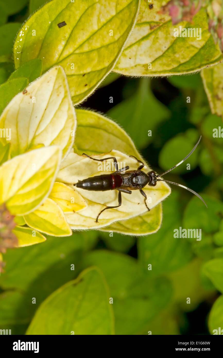 Ichneumon fly sp Stock Photo - Alamy