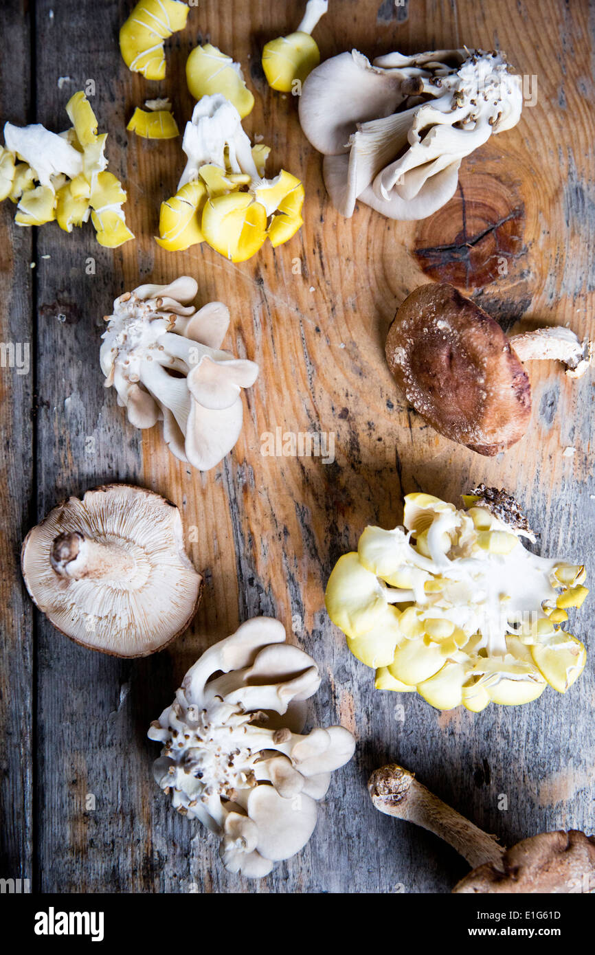 An arrangment of edible mushrooms sit on a piece of wood at a farmer's ...