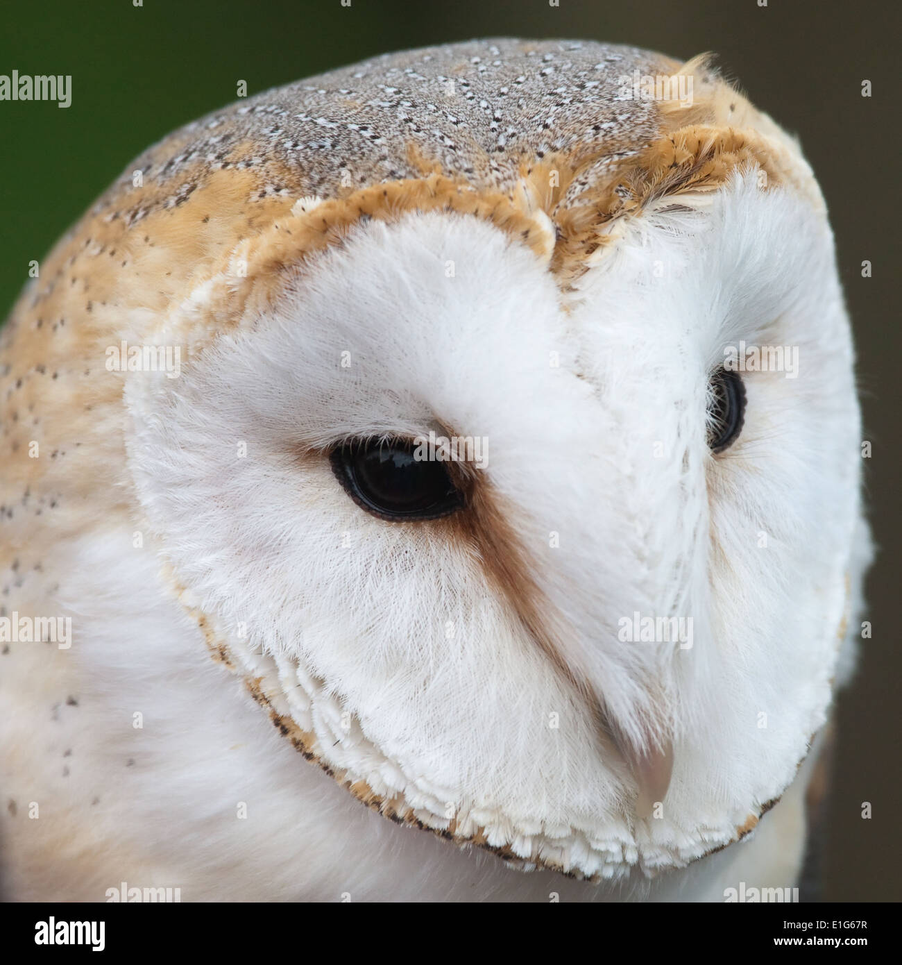 Heart shaped face of a Barn Owl Stock Photo - Alamy
