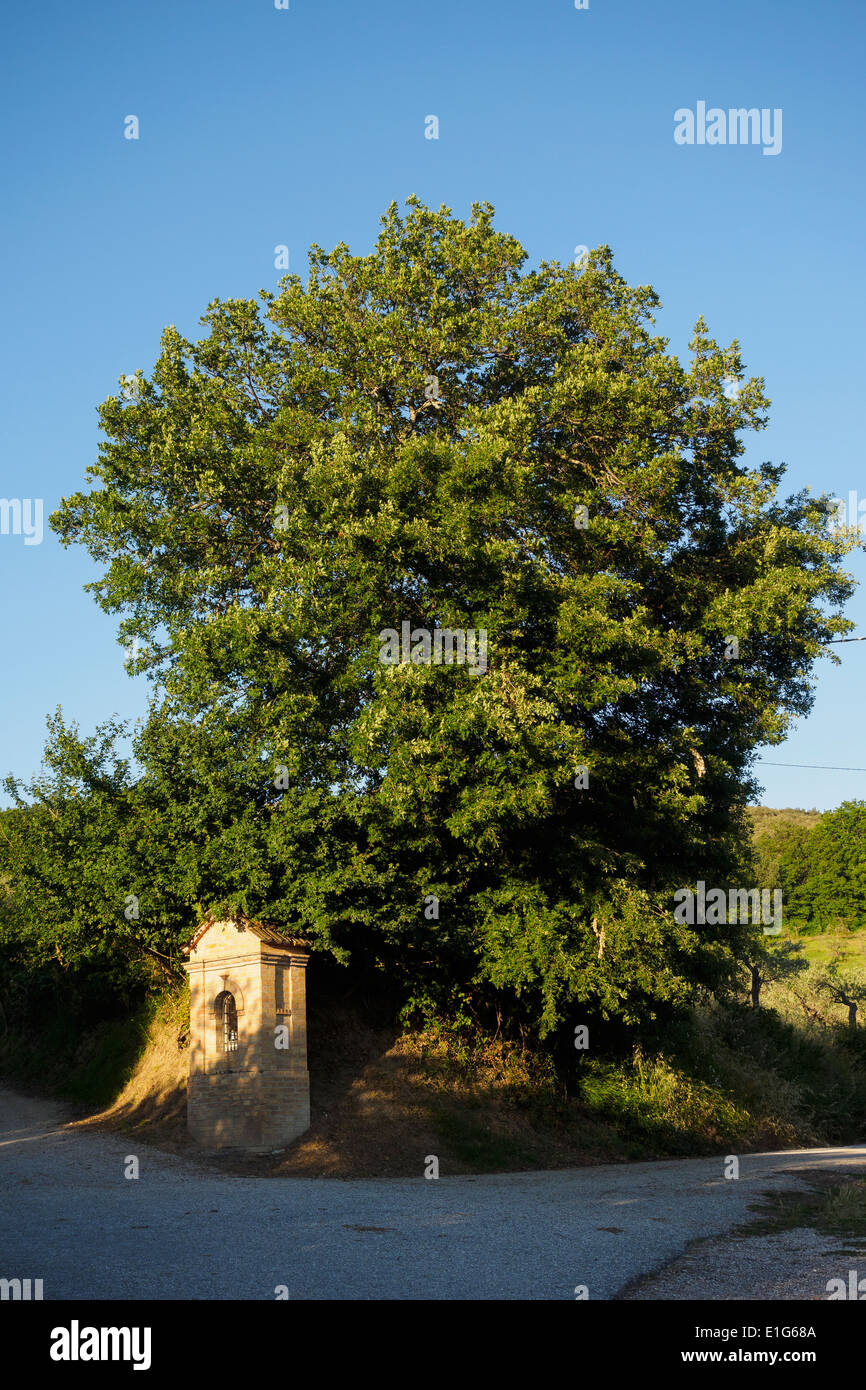 Sacred oak tree hi-res stock photography and images - Alamy