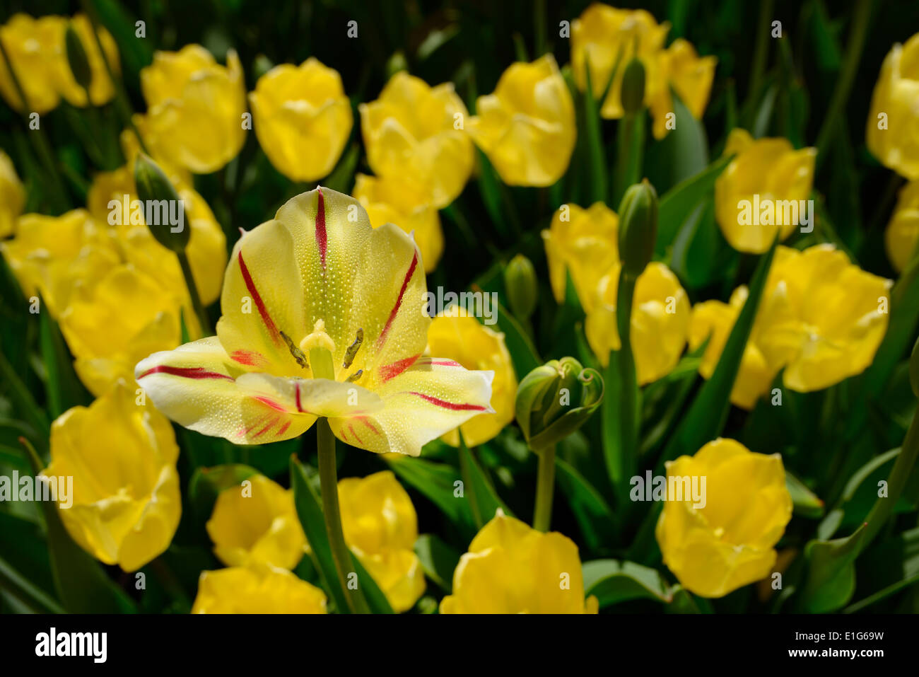Edwards gardens toronto hi-res stock photography and images - Alamy
