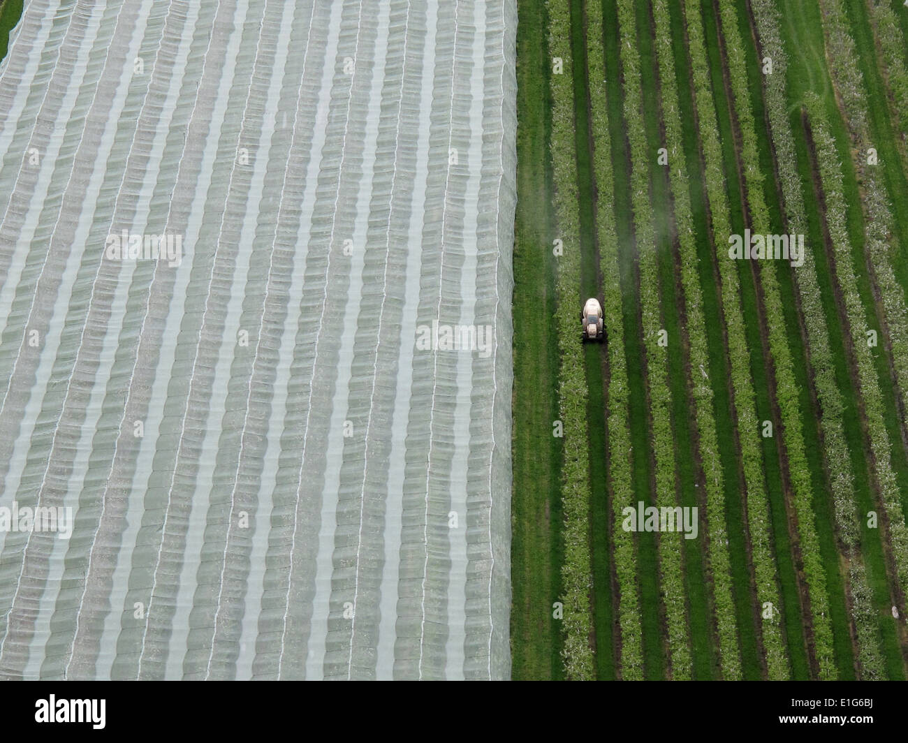 Spraying grape vines hi-res stock photography and images - Alamy
