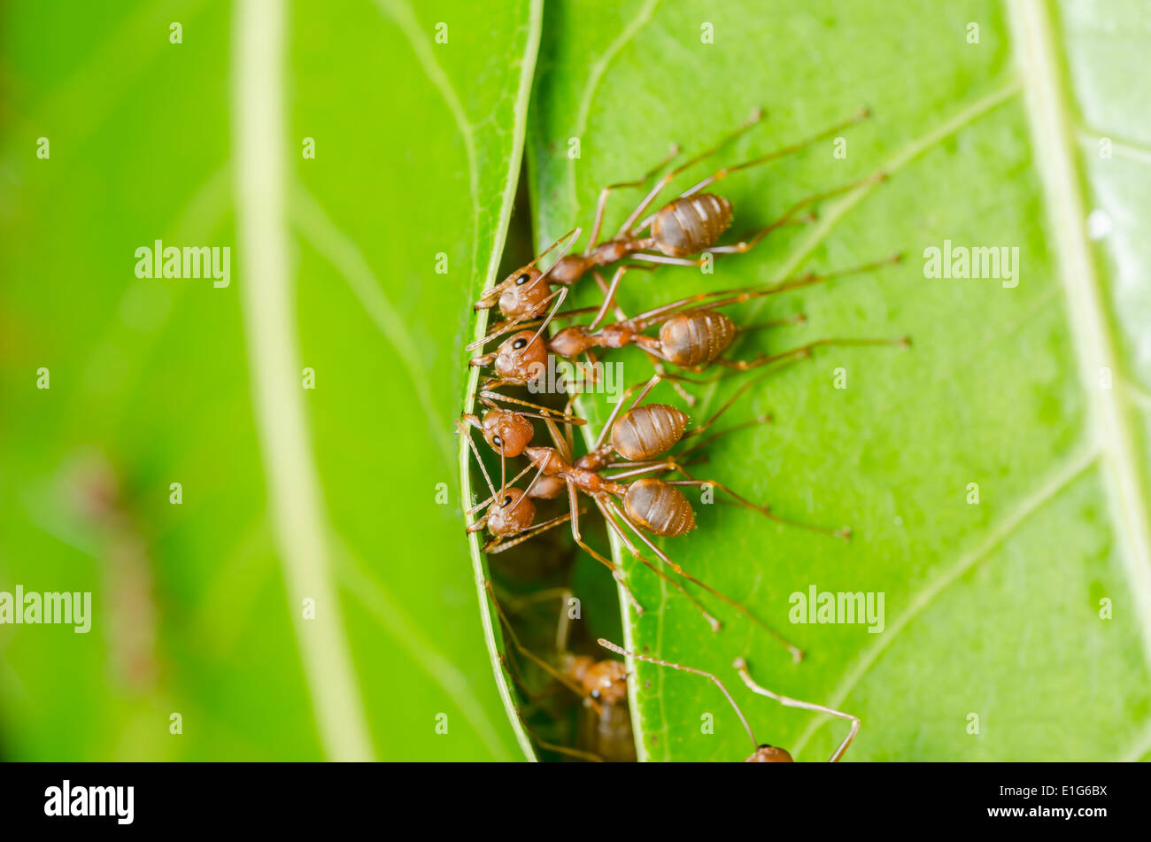 Red ants build home in teamwork power concept Stock Photo - Alamy