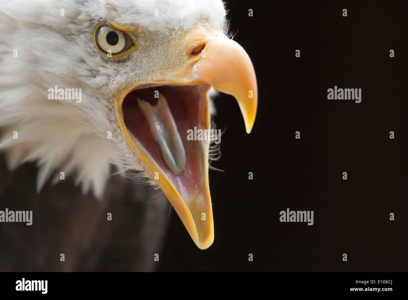 Bald Headed Eagle headshot (taken in controlled conditions Stock Photo ...