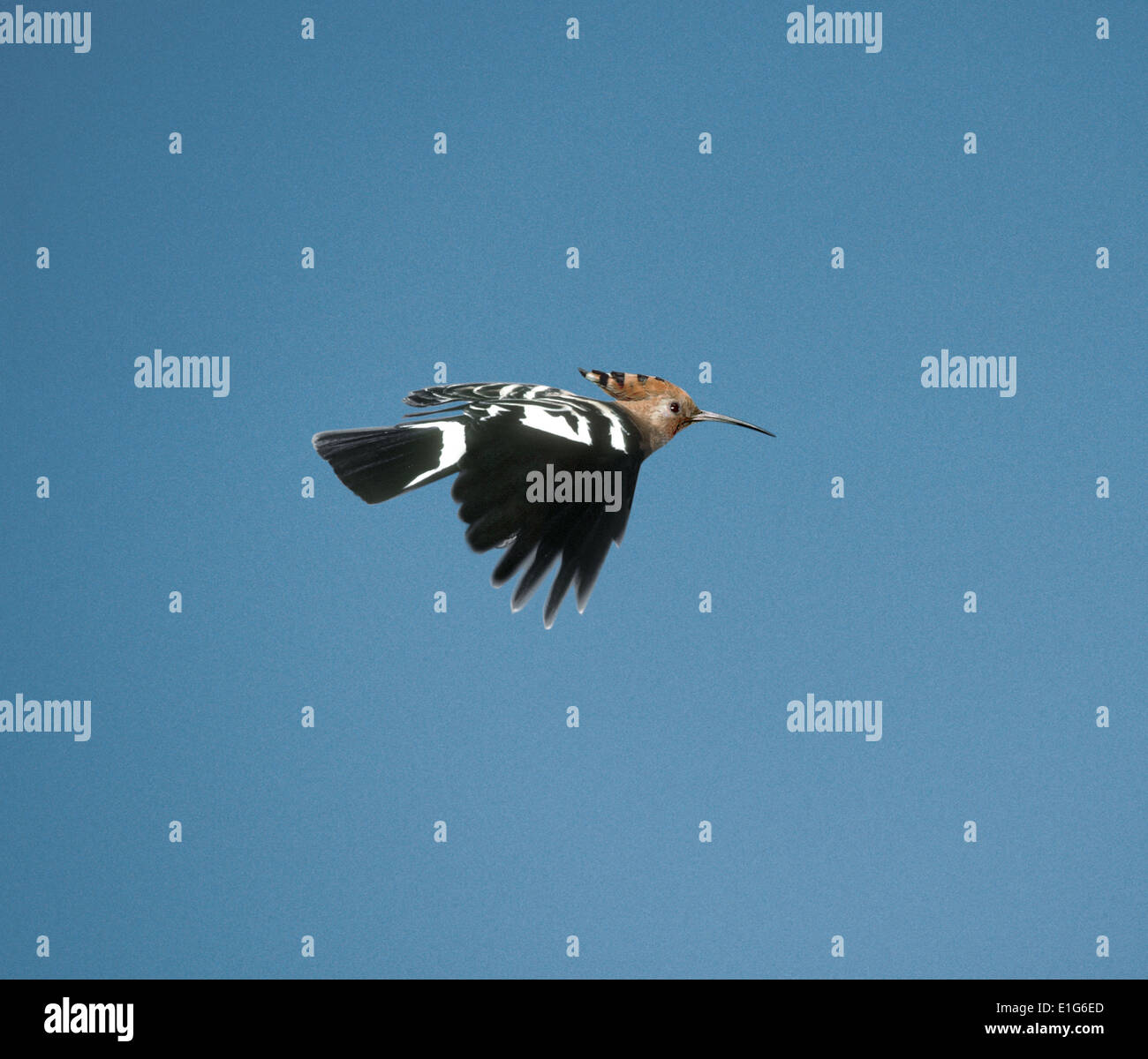 Hoopoe bird uk hi-res stock photography and images - Alamy