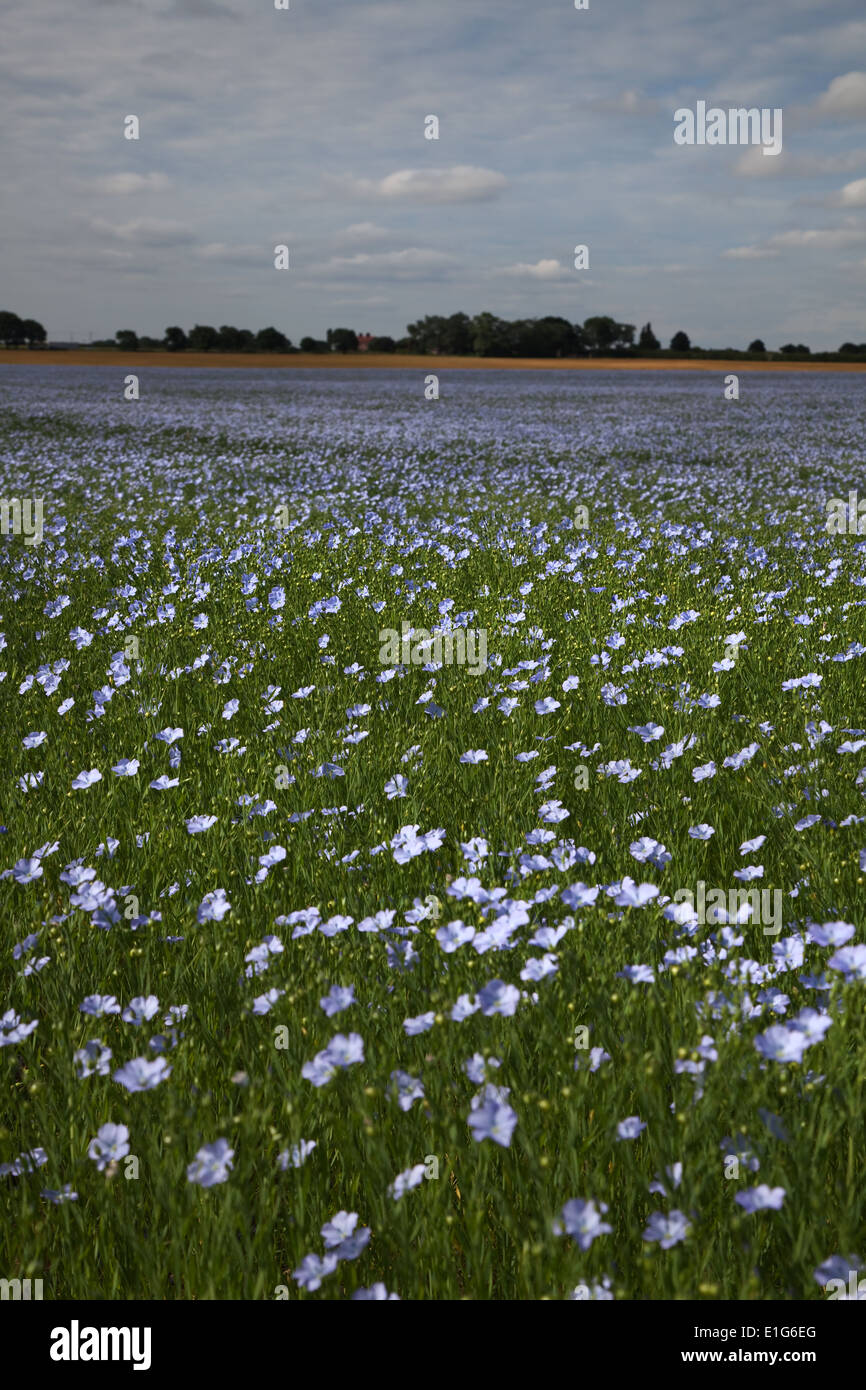 Blue linseed fields hi-res stock photography and images - Alamy