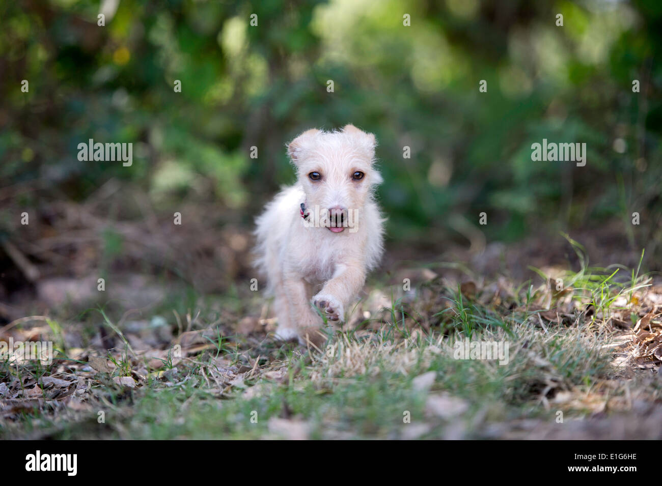 This puppy is running full speed ahead ears pinned back Stock Photo - Alamy