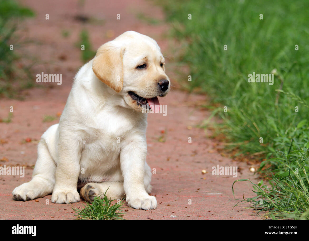 yellow labrador puppy sitting in the garden Stock Photo - Alamy