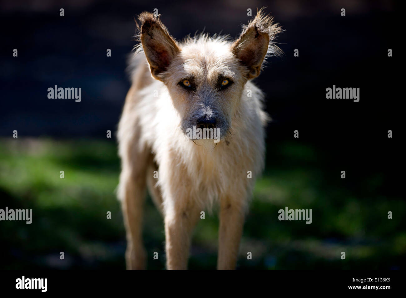 This old ranch dog with yellow eyes is staring right at you Stock Photo ...