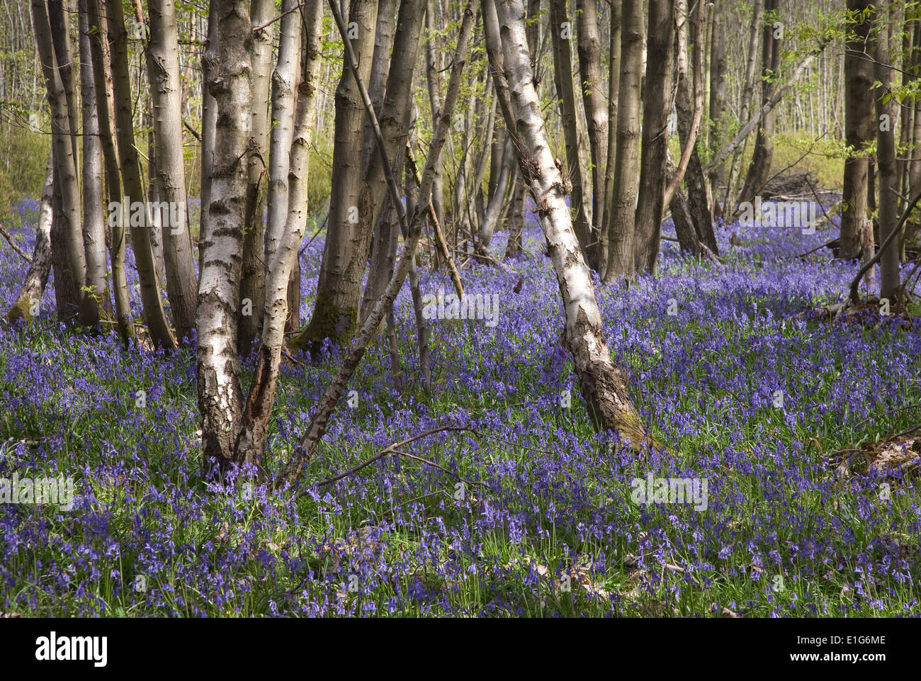 Bluebells in springtime, Kent, England, UK Stock Photo - Alamy