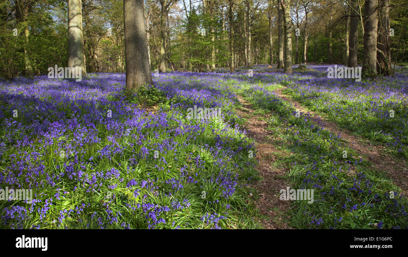 Bluebells in springtime Stock Photo - Alamy