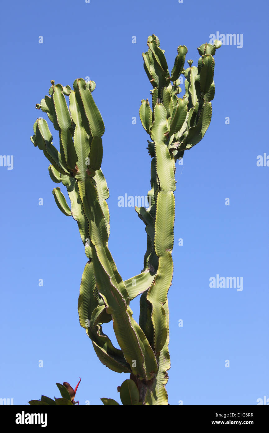 Euphorbia canariensis hi-res stock photography and images - Alamy