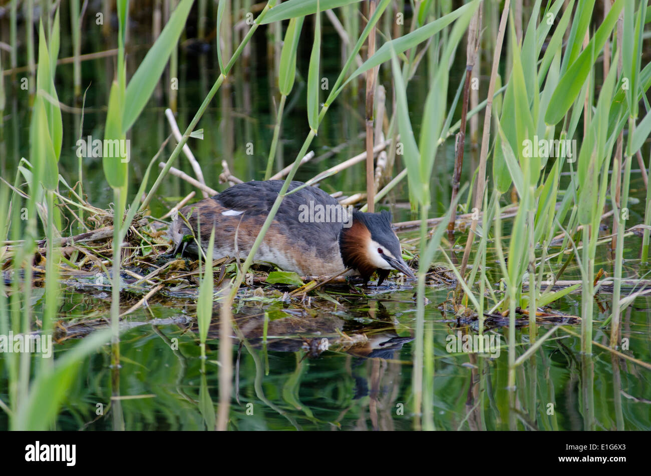 Great crested grebe (Podiceps cristatus) sitting on a nest in the reeds ...