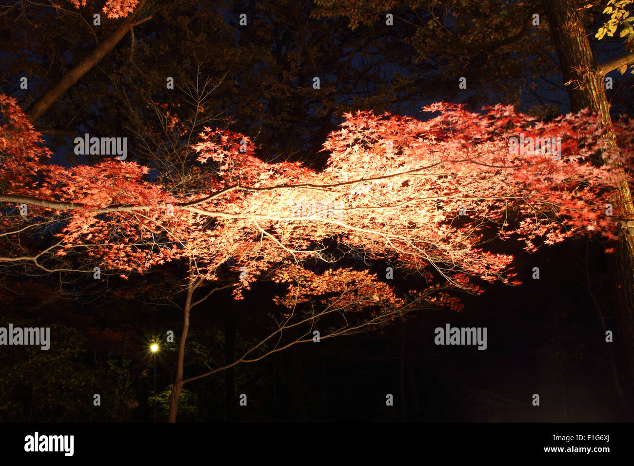 night Japanese red maple tree background , Saitama, Japan Stock Photo ...