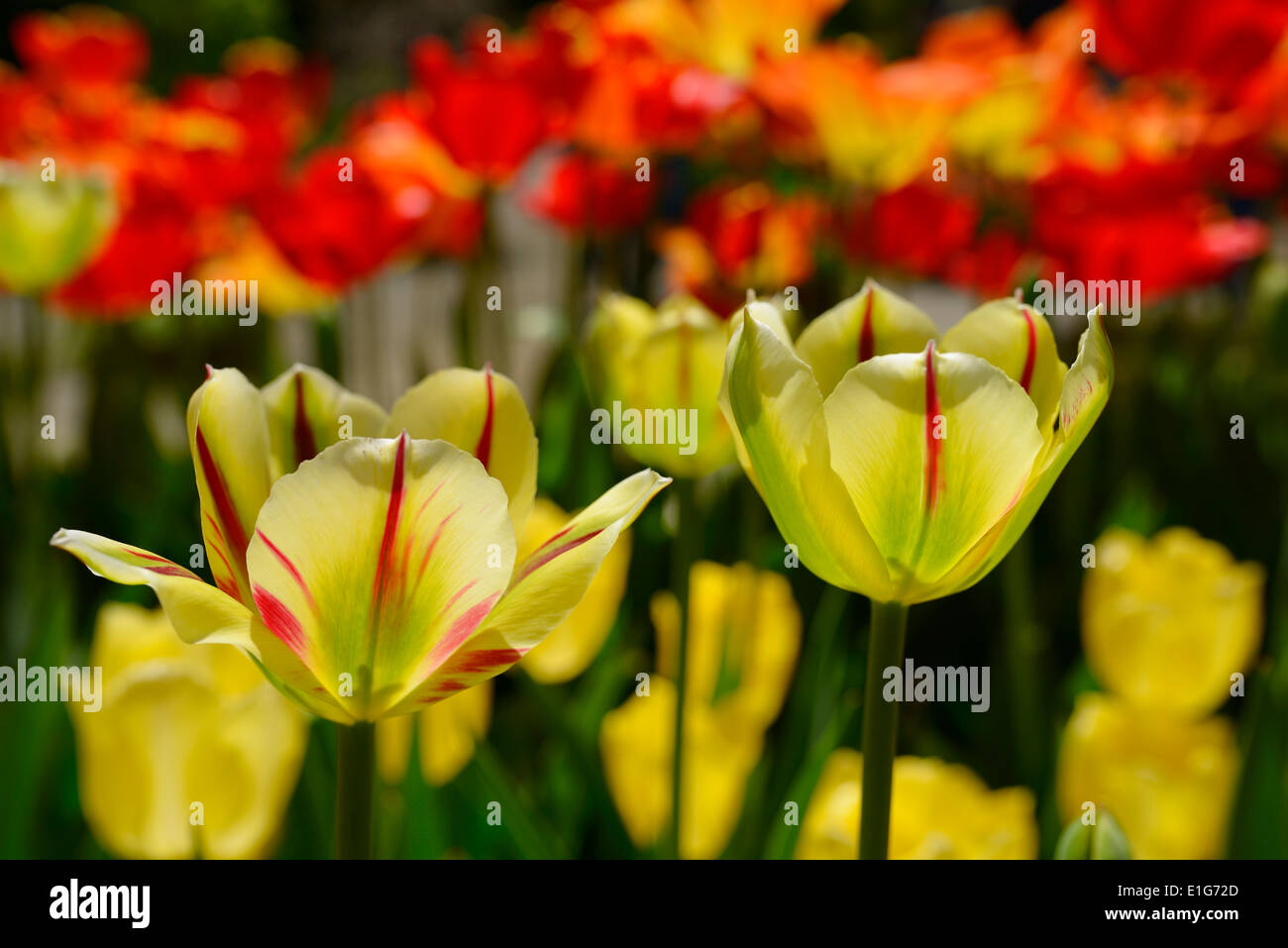 Edwards gardens toronto hi-res stock photography and images - Alamy