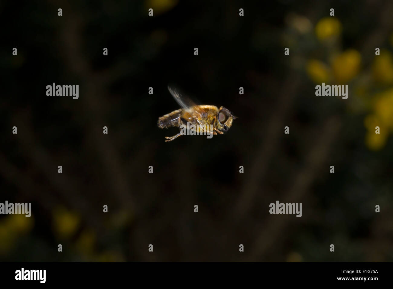 Hovering insects hi-res stock photography and images - Alamy