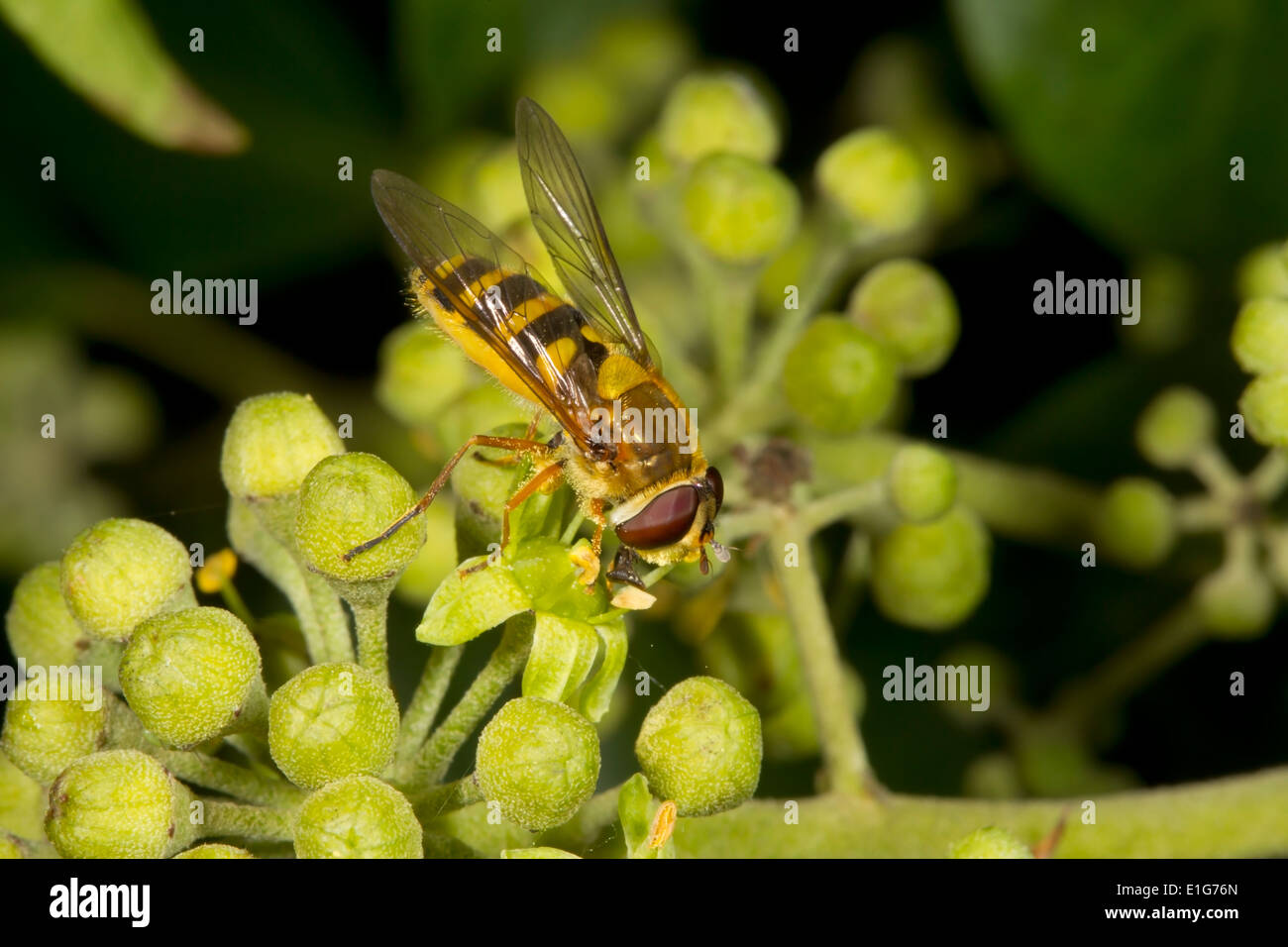 Common Banded Hoverfly - Syrphus ribesii Stock Photo - Alamy
