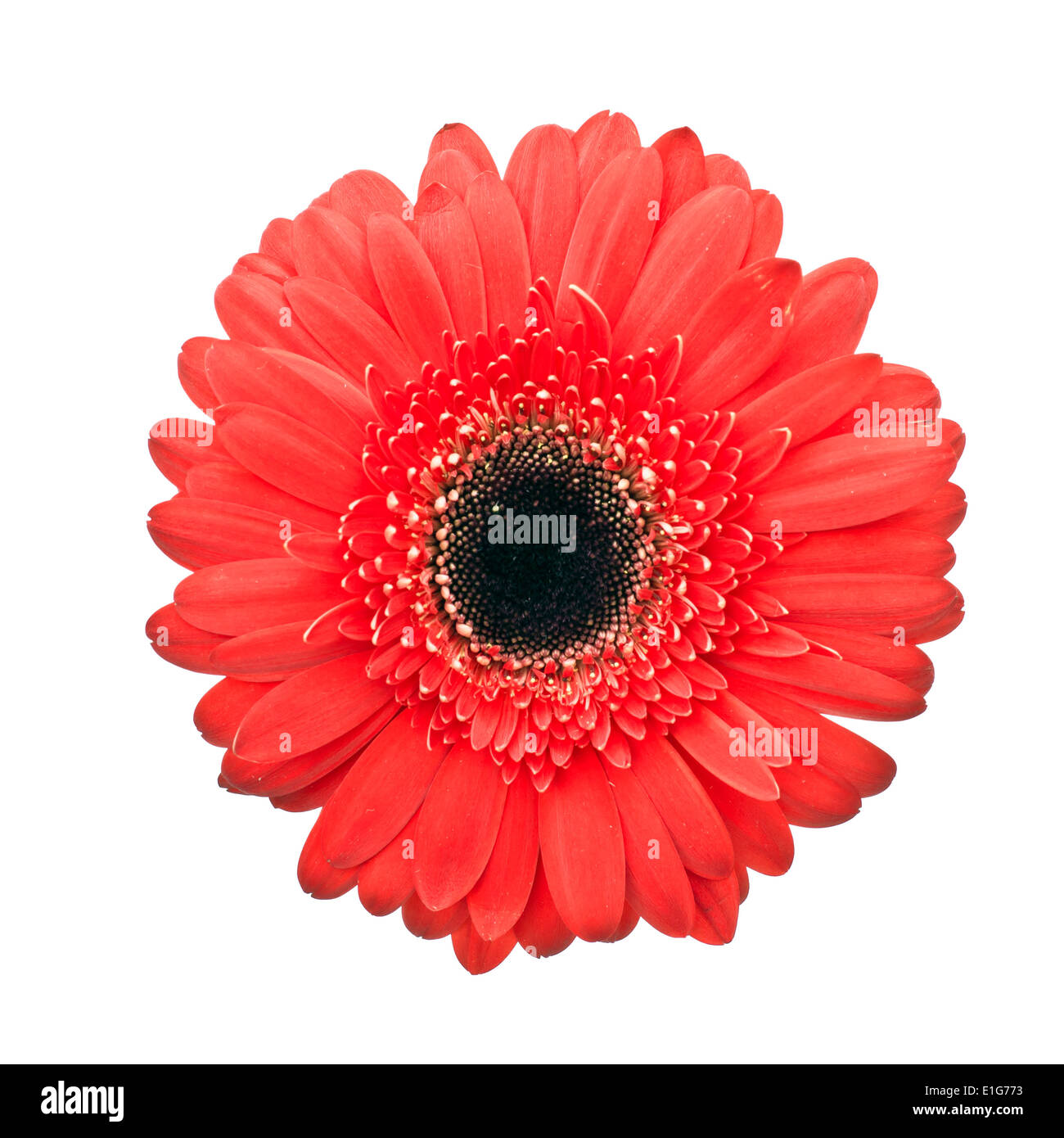 Gerbera Flower Isolated on White Background Stock Photo - Alamy