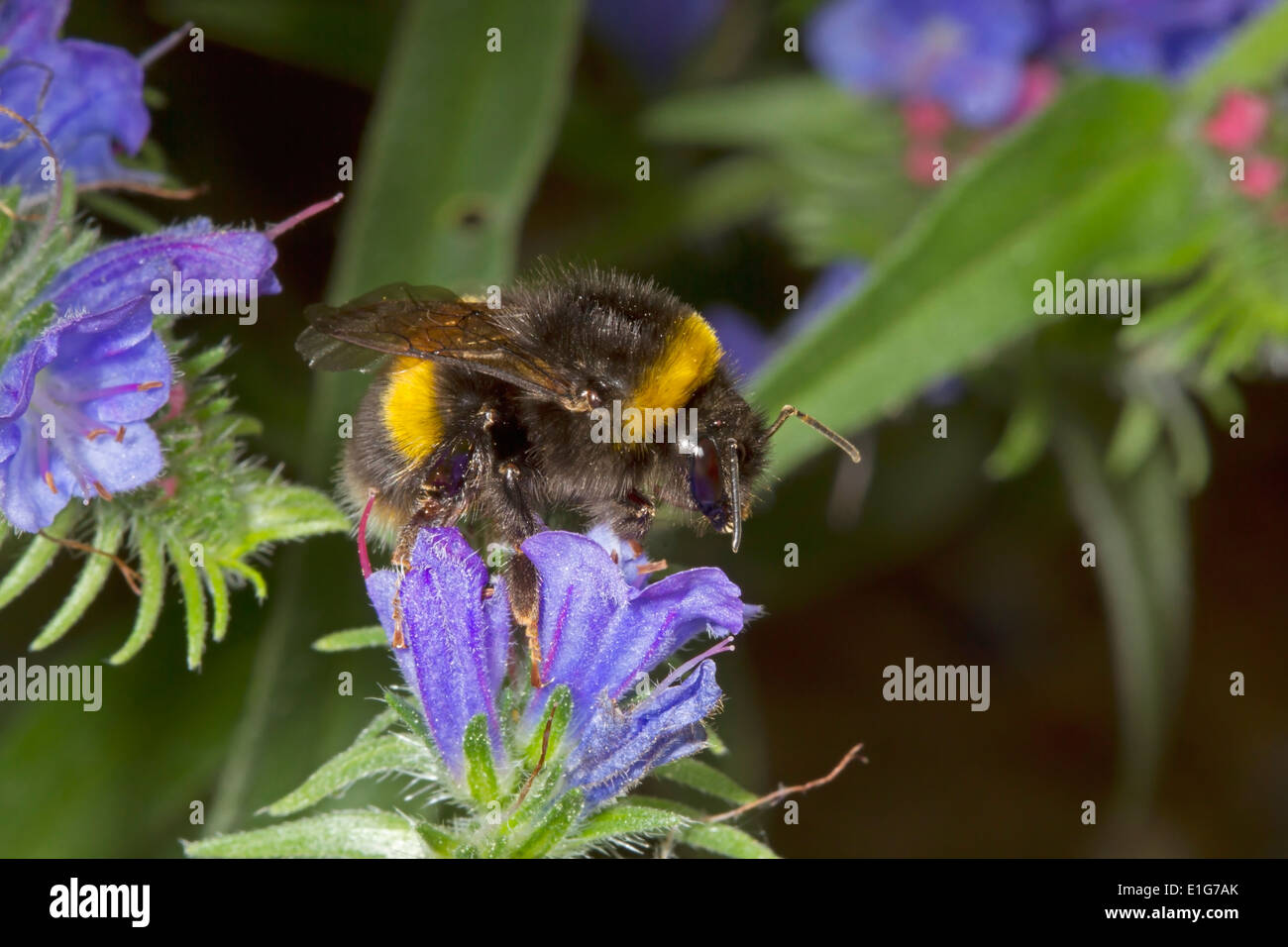 Worker bumblebee hi-res stock photography and images - Alamy