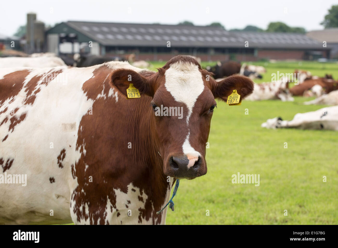 Mri cattle hi-res stock photography and images - Alamy