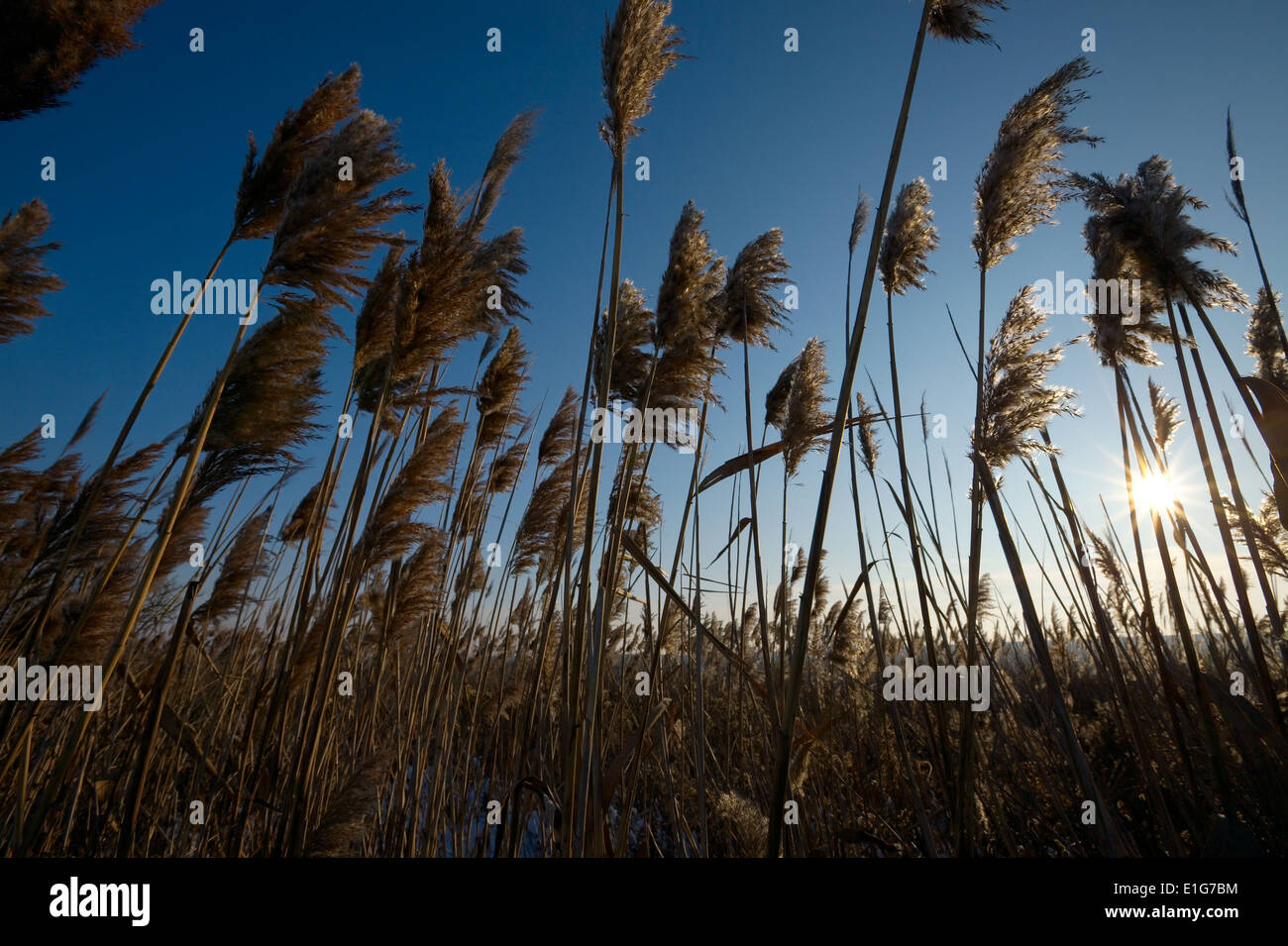 Reed plant hi-res stock photography and images - Alamy