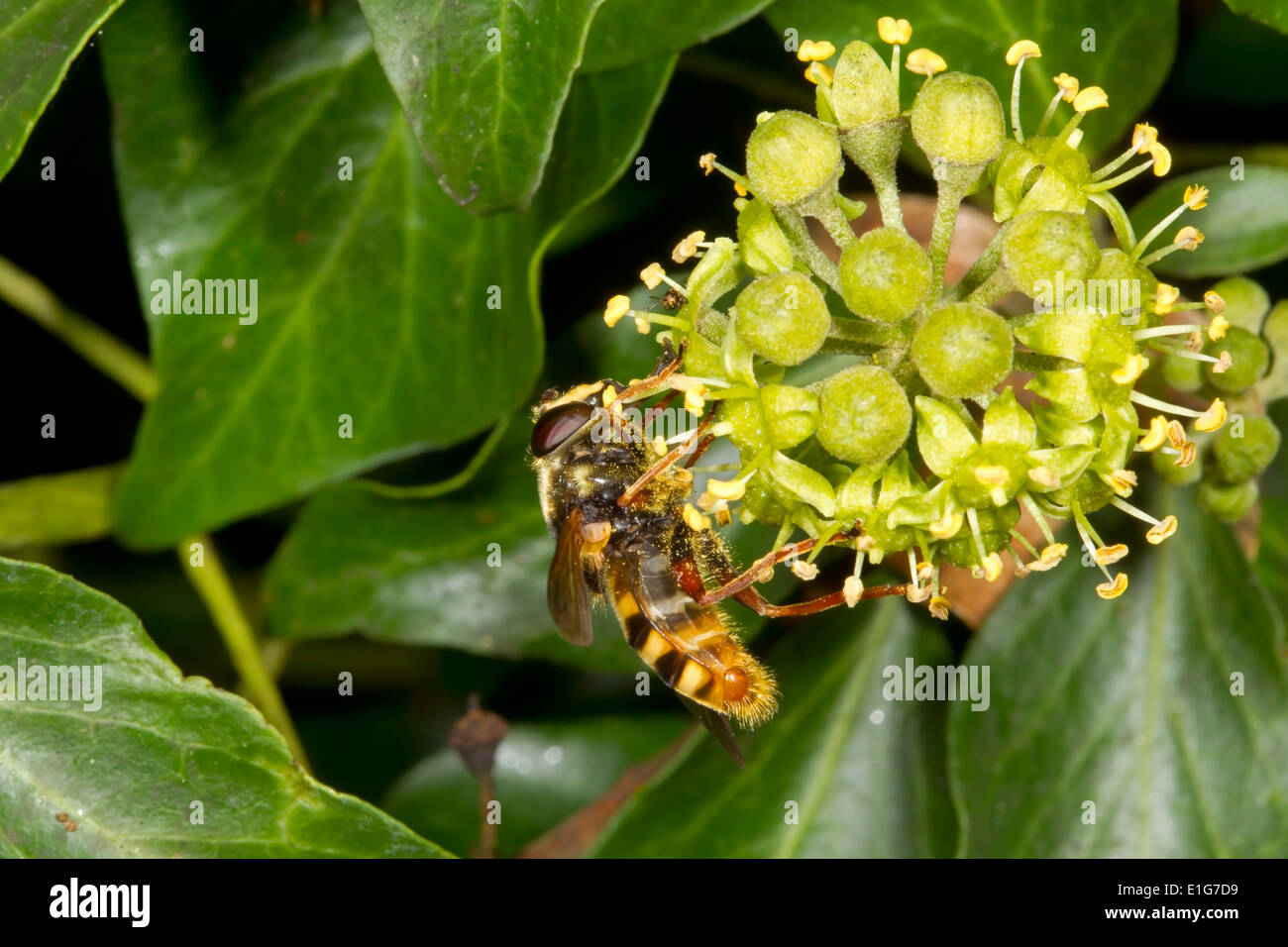 Bog hoverfly hi-res stock photography and images - Alamy