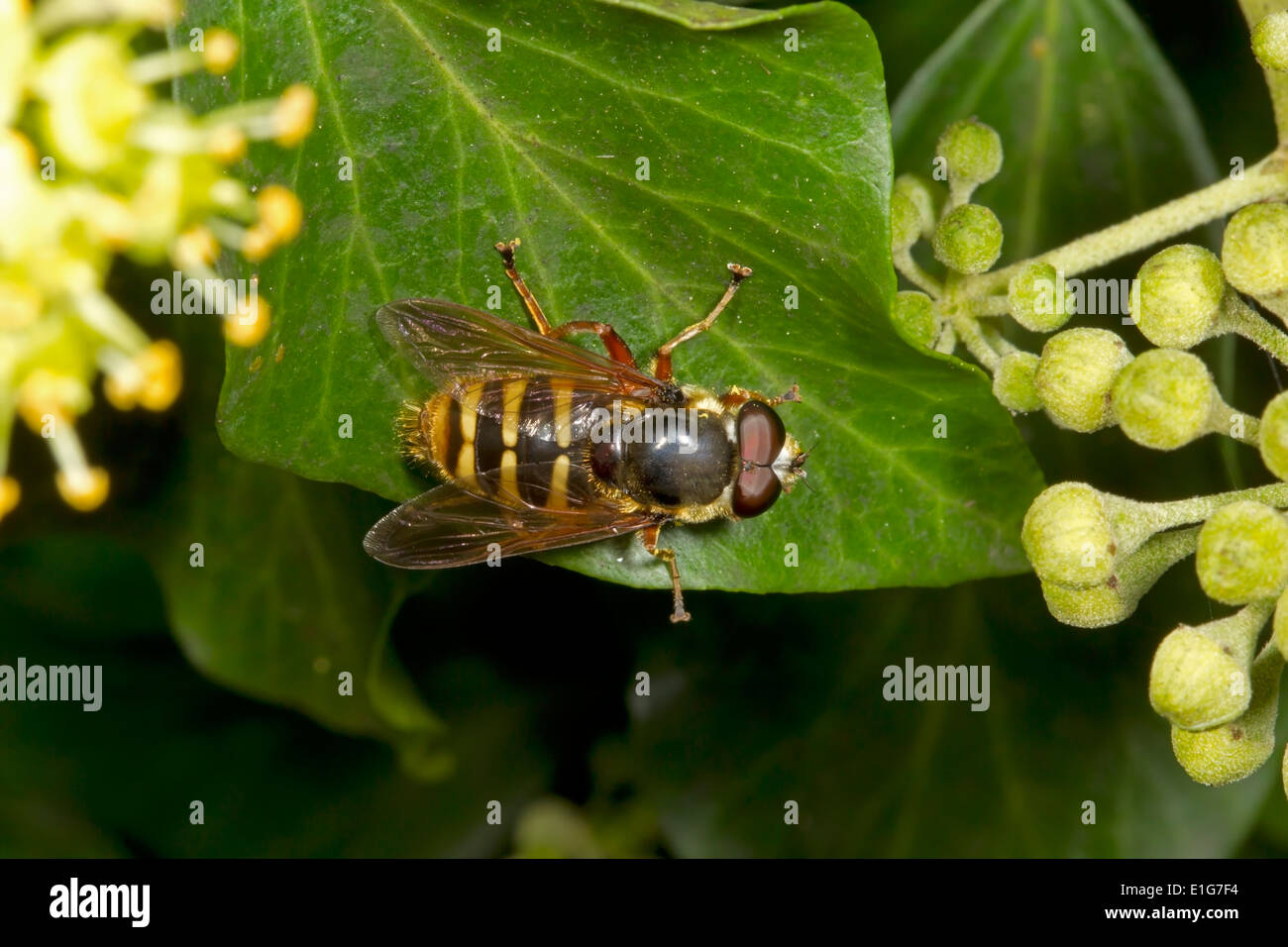 Bog hoverfly hi-res stock photography and images - Alamy