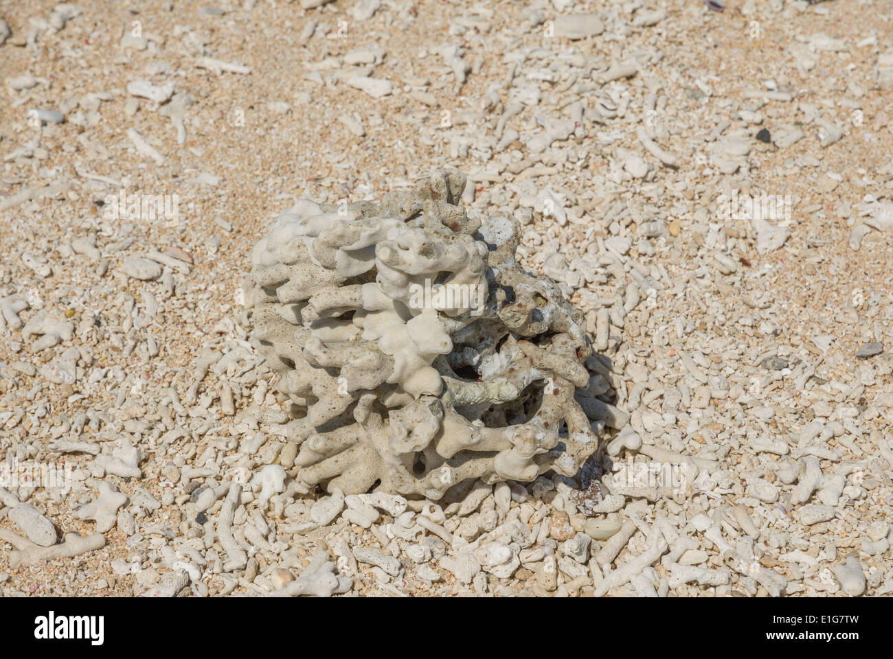 Nusa Lembongan beach worm Indonesia Stock Photo - Alamy