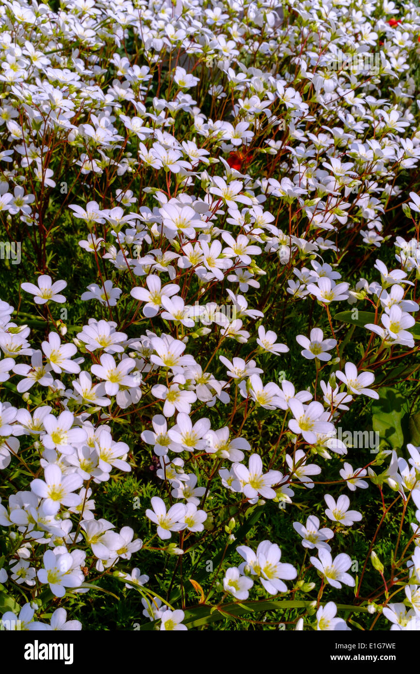White saxifrage hi-res stock photography and images - Alamy