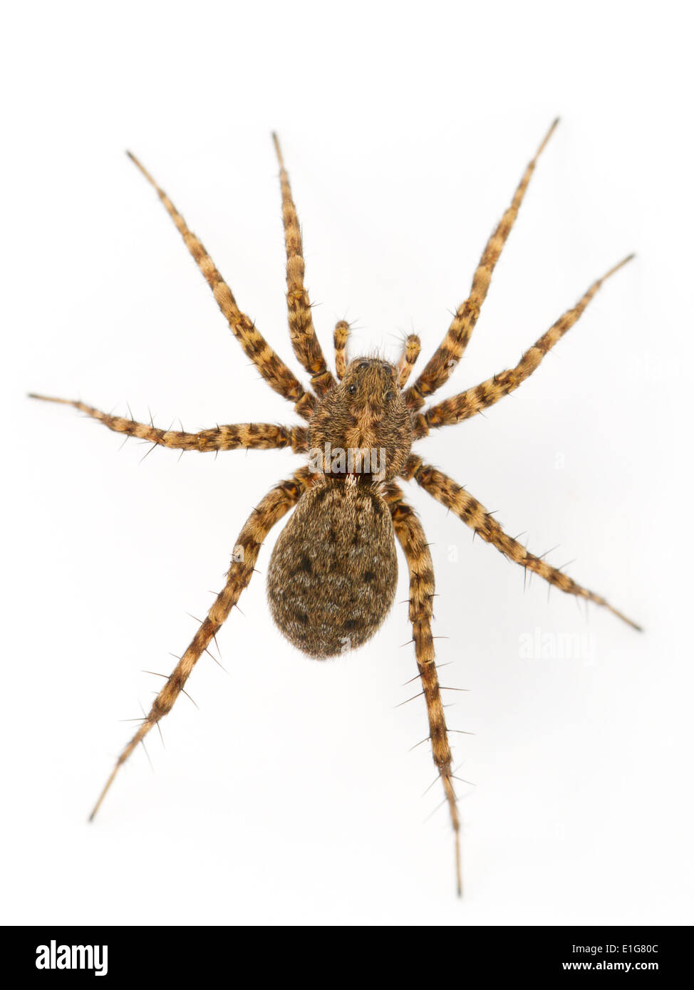 Pardosa hortensis - Female. Occurs on sparsely vegetated ground in a ...