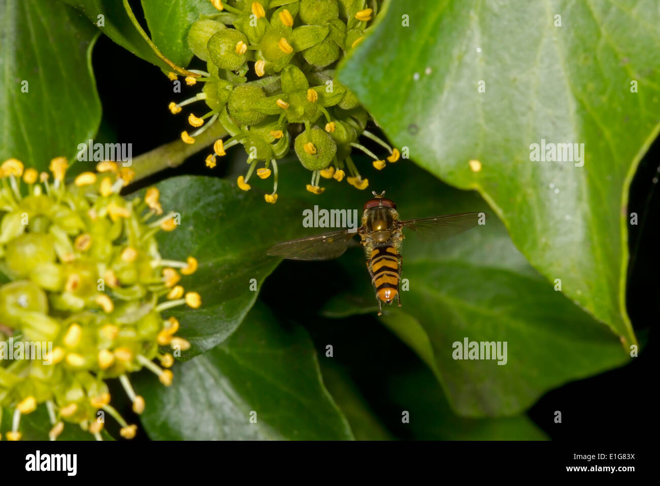 Marmalade Hoverfly - Episyrphus balteatus Stock Photo - Alamy