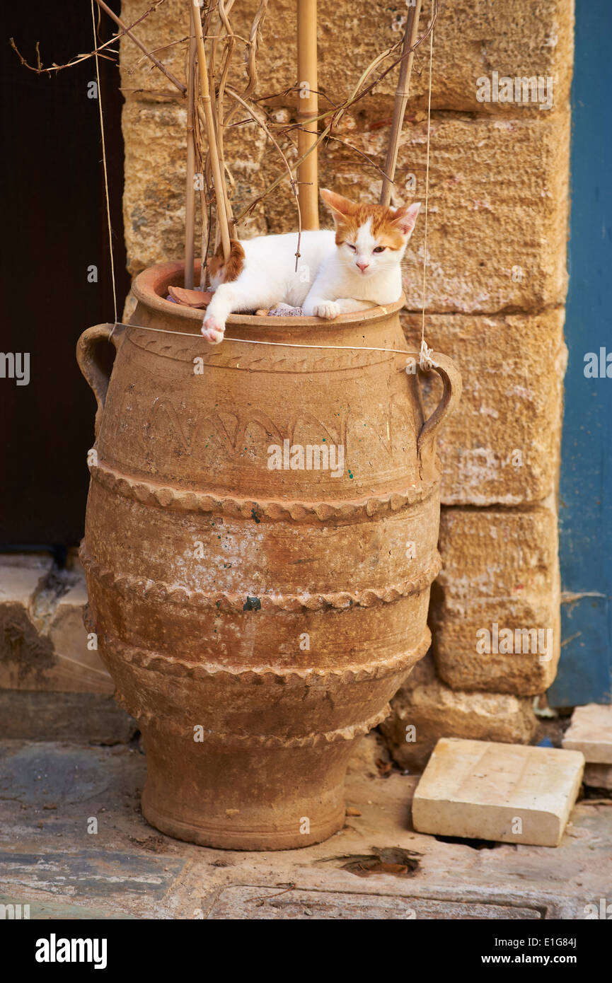 Greece, Crete island, street cat Stock Photo - Alamy