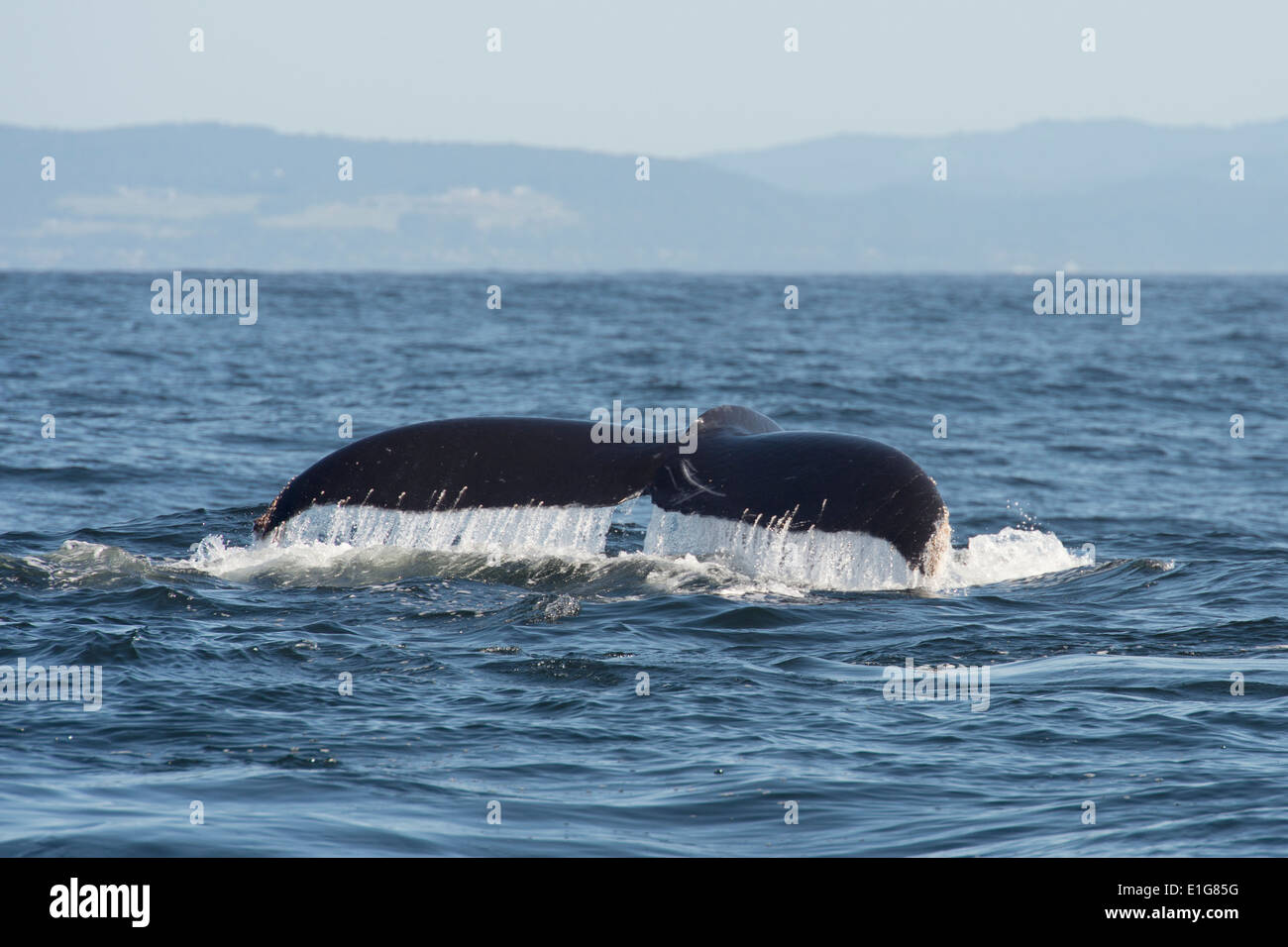Humpback Whale (Megaptera novaeangliae) fluking. Monterey, California ...