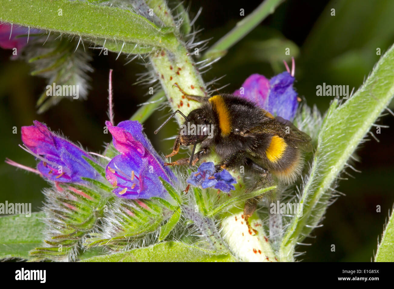 Buff tail bumblebee hi-res stock photography and images - Alamy