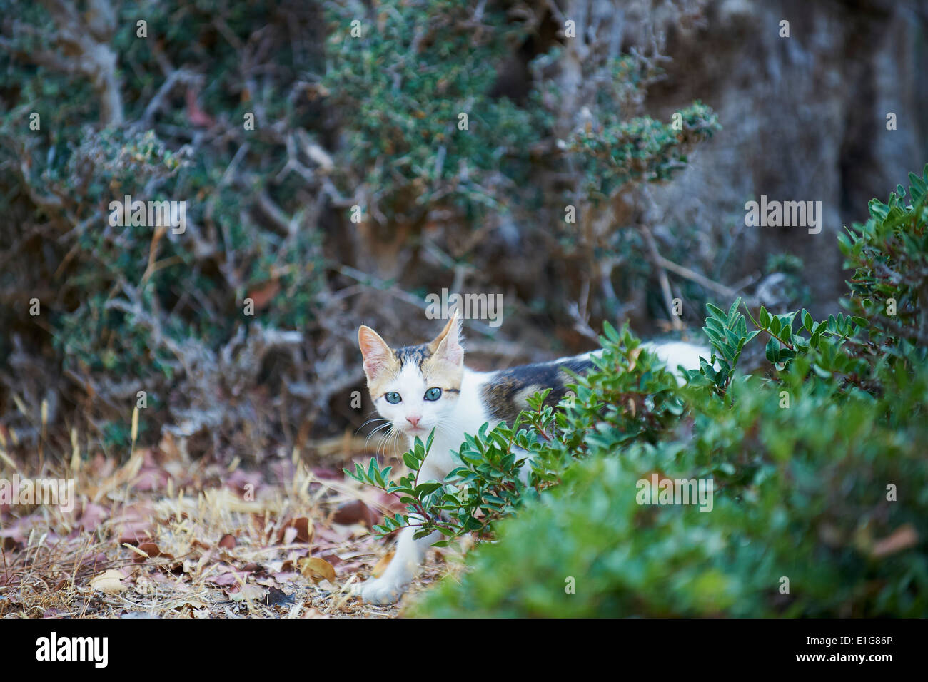 Greece, Crete island, street cat Stock Photo - Alamy