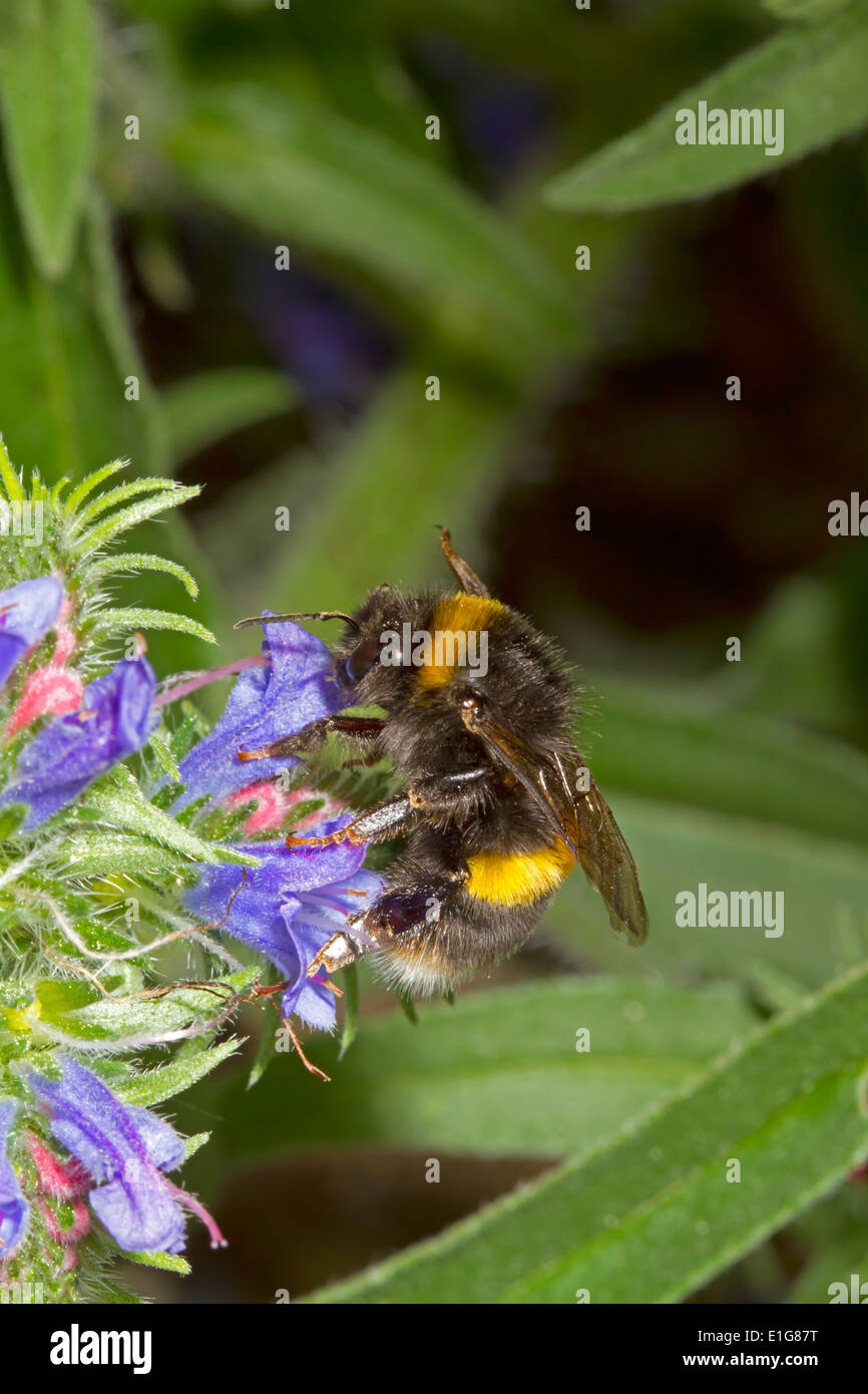 Worker bumblebee hi-res stock photography and images - Alamy