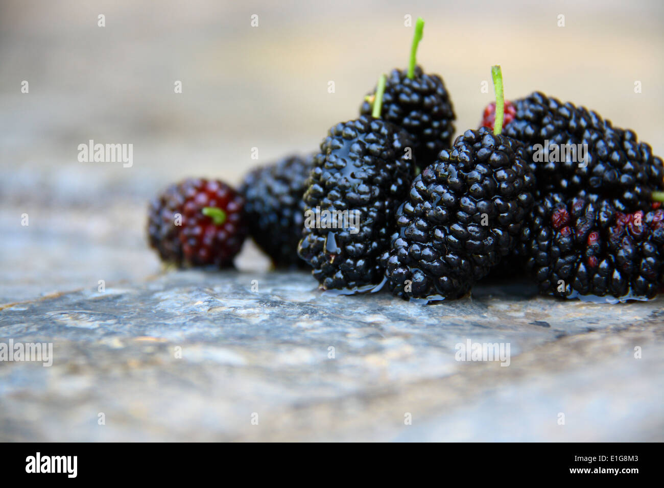 Black mulberry tree hi-res stock photography and images - Alamy