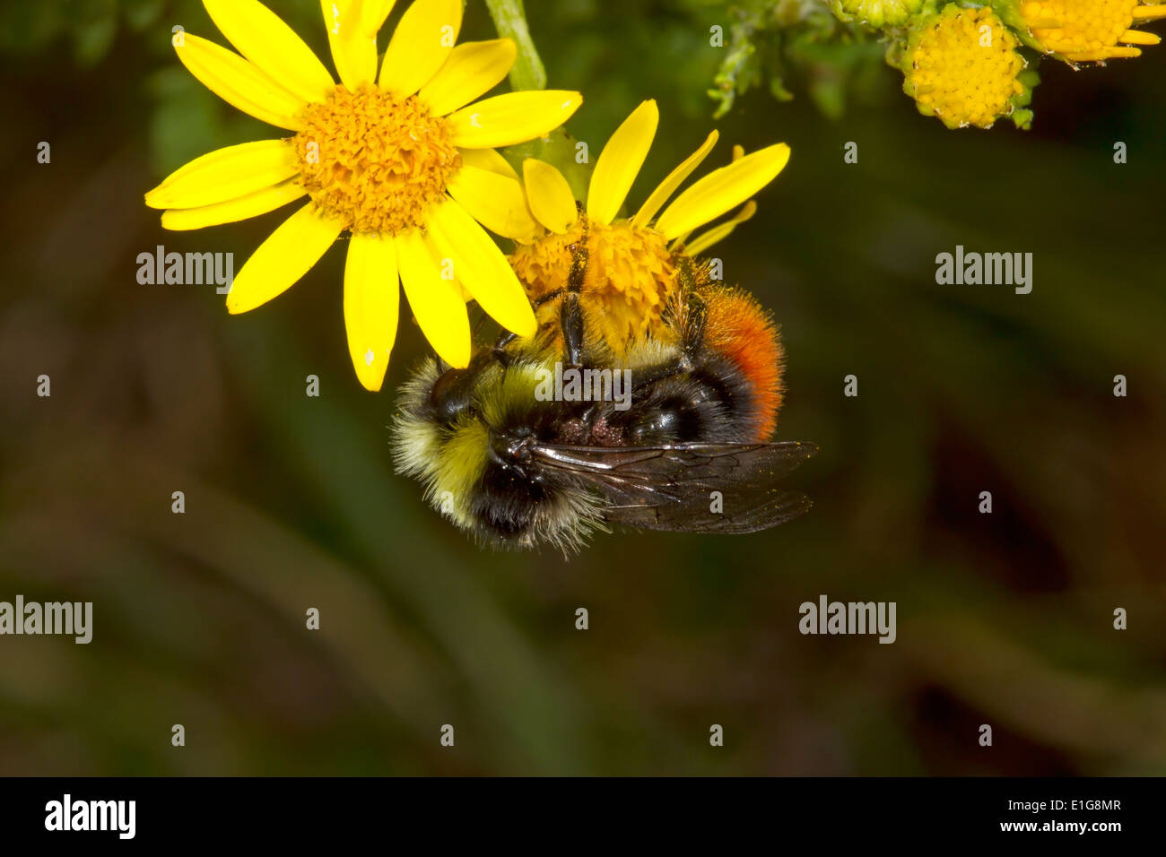 Red-tailed Bumblebee, Bombus lapidarius - male on Ragwort Stock Photo ...
