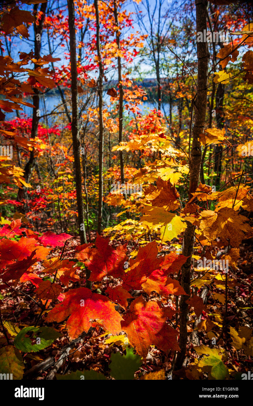 Tall trees in canadian forest hi-res stock photography and images - Alamy