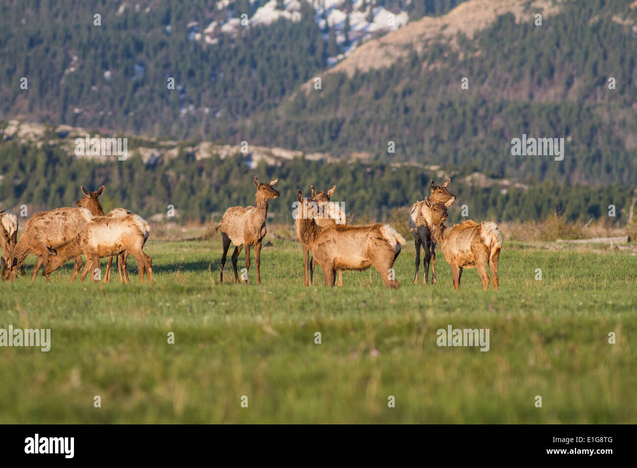 Elk (Cervus canadensis) Wapiti herd, in the early morning light, with ...