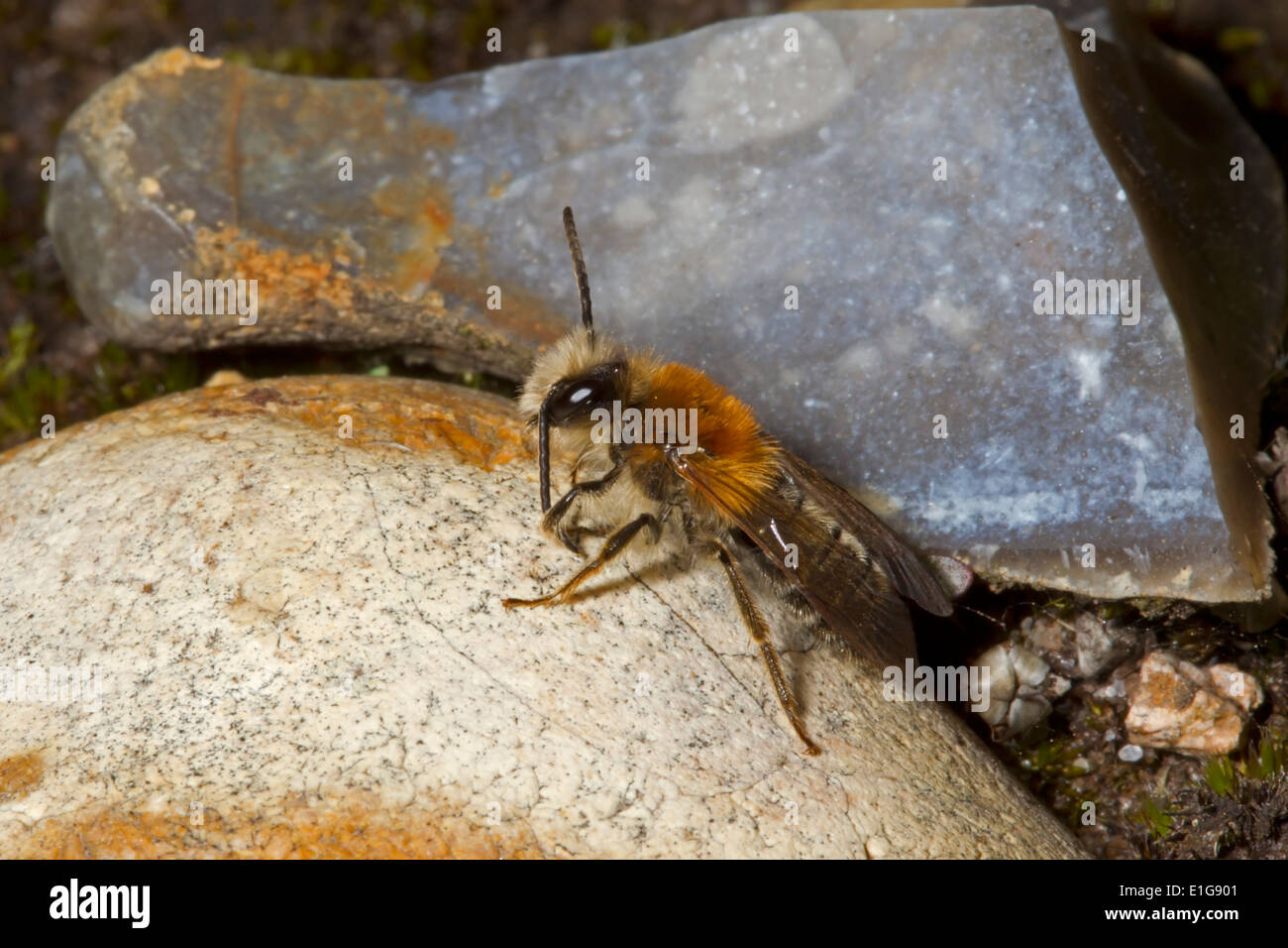 Male insects hi-res stock photography and images - Alamy