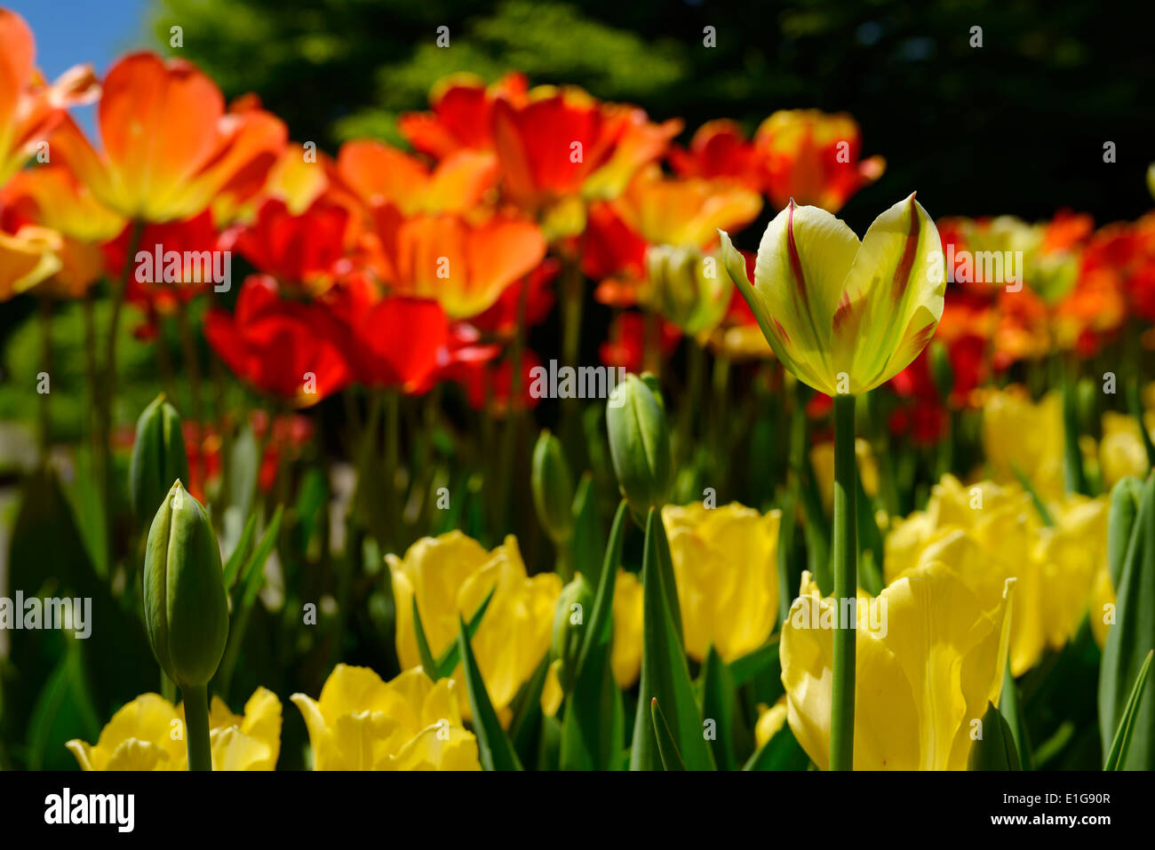 Edwards gardens toronto hi-res stock photography and images - Alamy