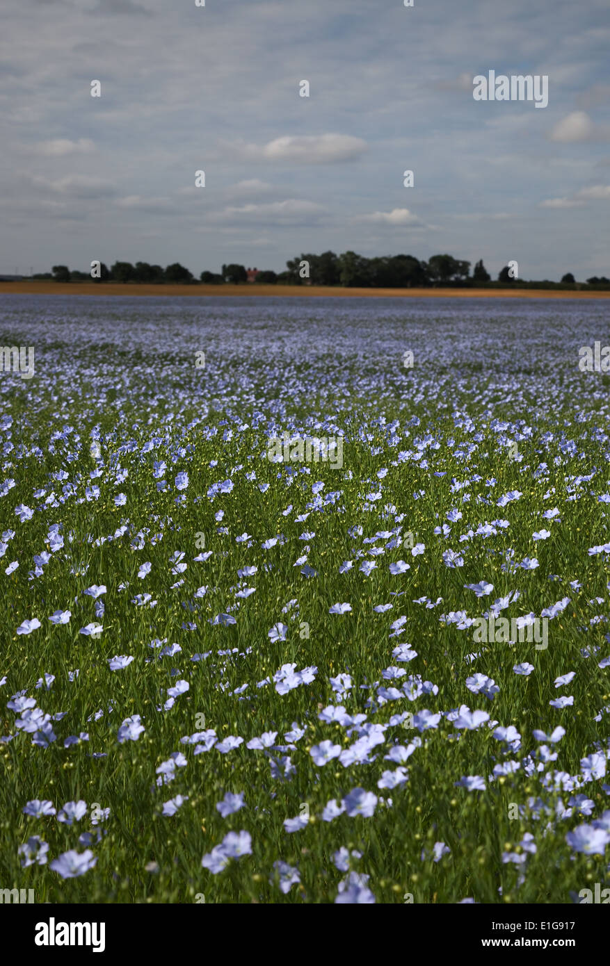 Flax fields uk hi-res stock photography and images - Alamy