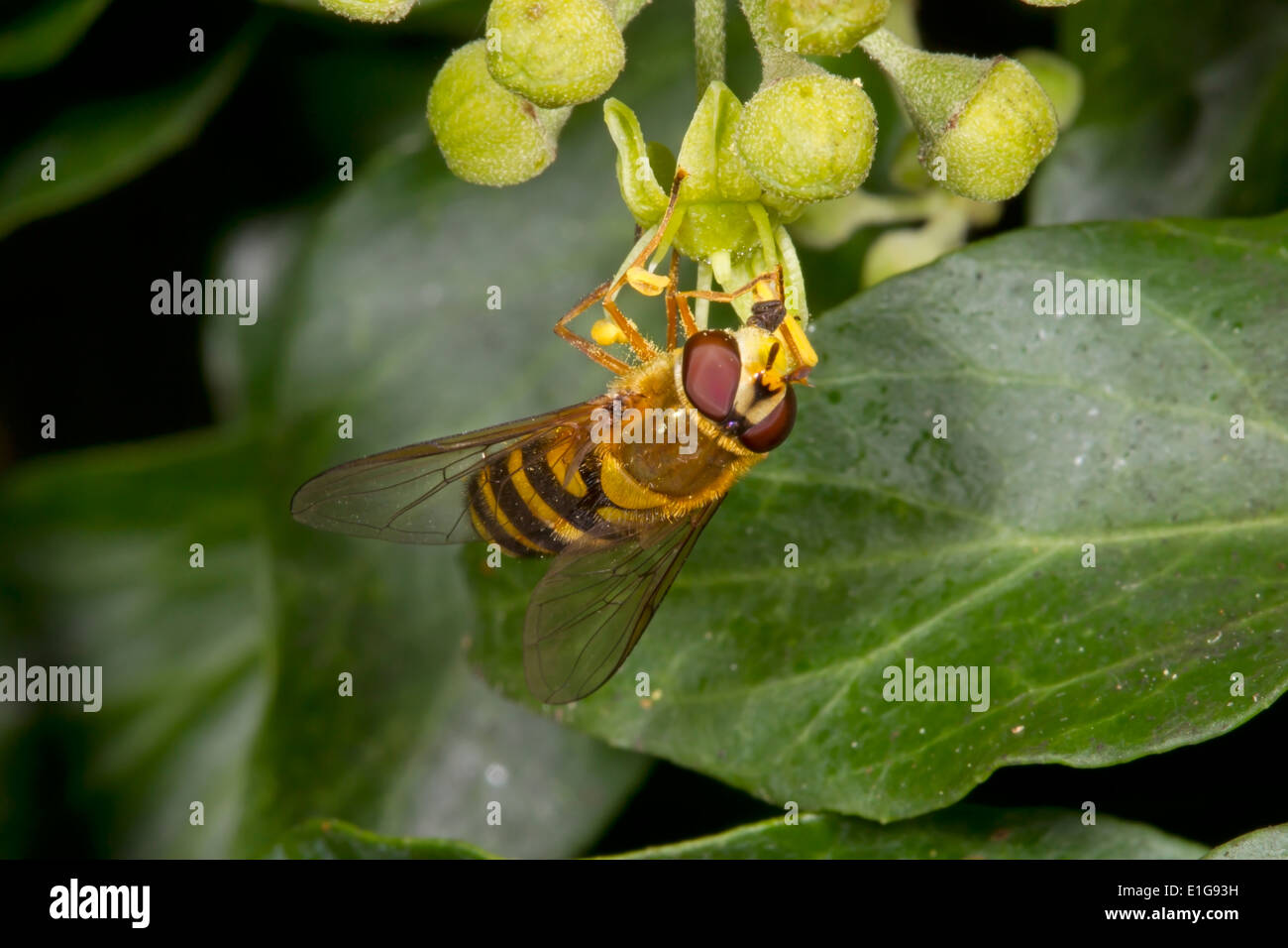 Common Banded Hoverfly Stock Photos & Common Banded Hoverfly Stock ...